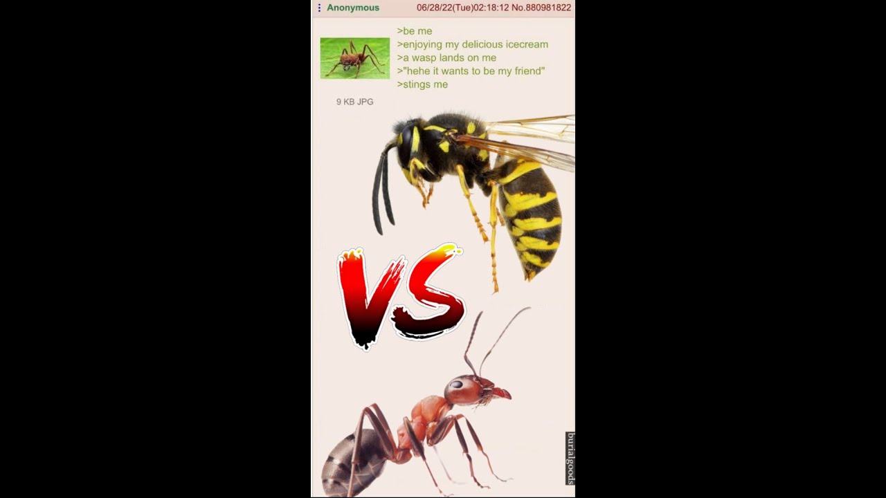 Anon starts an insect war