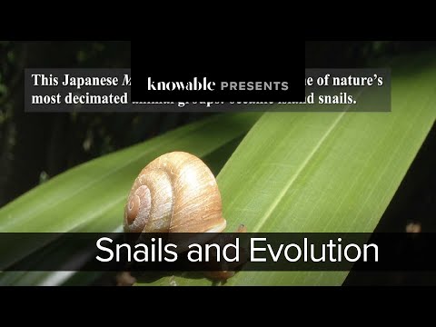 Snails and Evolution