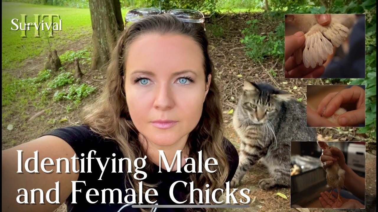 How to Identify Male and Female Chicks