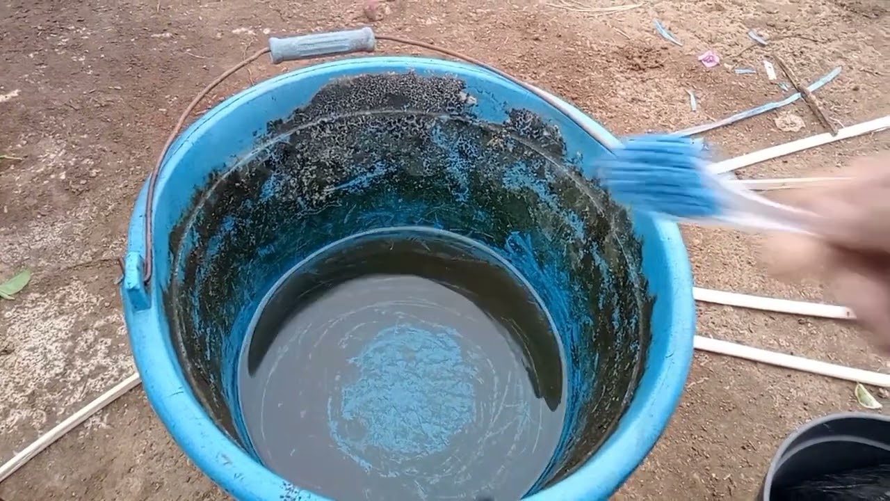 Cara Agar Bougenville Cepat Berbunga. Cukup Tiga Minggu, Bougenville Berbunga Lebat