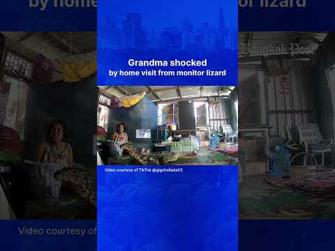 Grandma shocked by home visit from monitor lizard