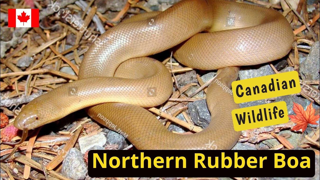 Canada's Unique Reptile: The Northern Rubber Boa Unveiled