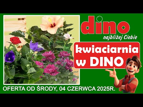 MARKET DINO | Nowa Oferta od Środy 04.06.2025 | Tanie Kwiaty w Dino