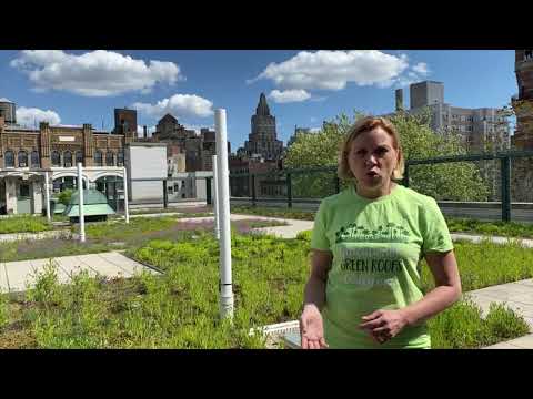 Vicki Sando of PS41 in New York Supports the Public School Green Rooftop Program (H.R 1863)