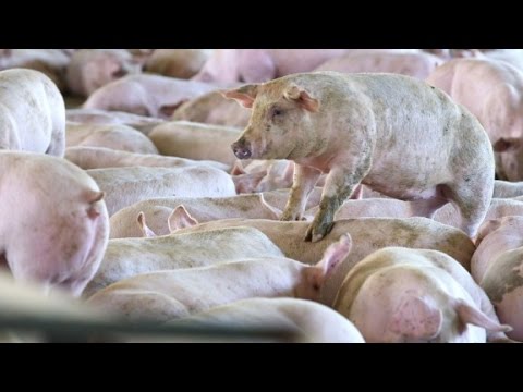 How the animals you eat get fat