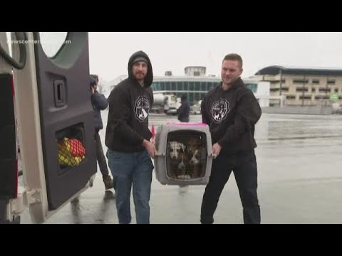 Shelter animals land in Maine