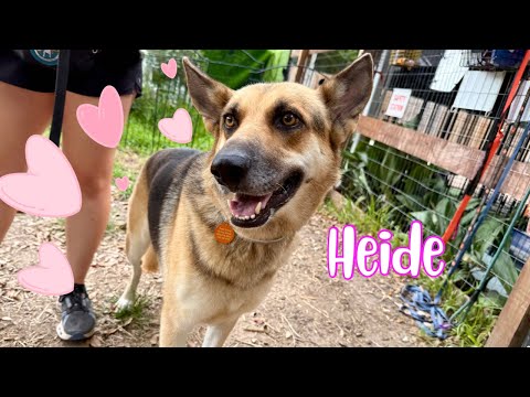Dog for adoption - Heide Sweetness will love you endlessly, a German ...