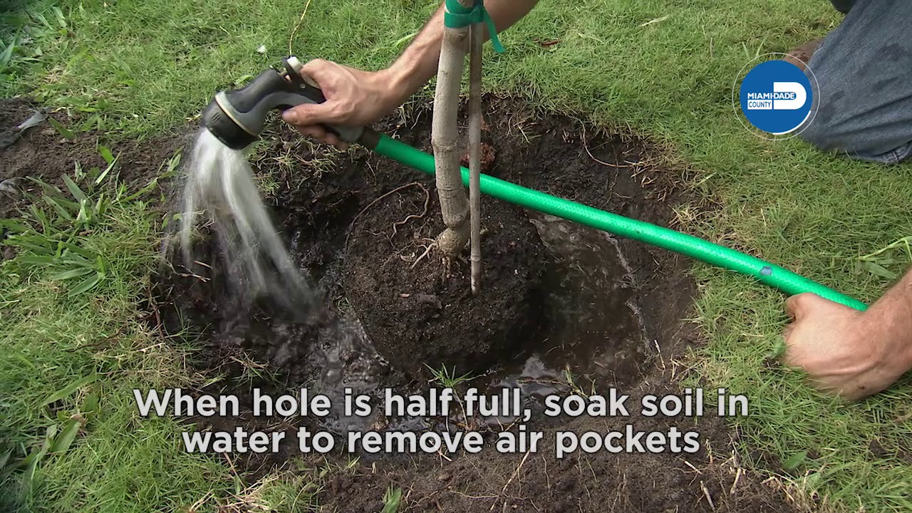 Adopt-A-Tree: How To Plant Your New Tree