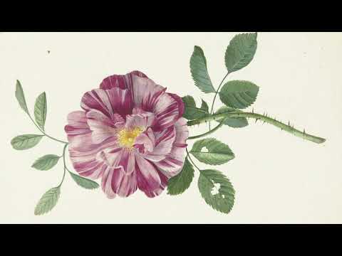 Vintage TV Art Wallpaper | Floral Botanical Print | Single Image 1 Hour No Sound