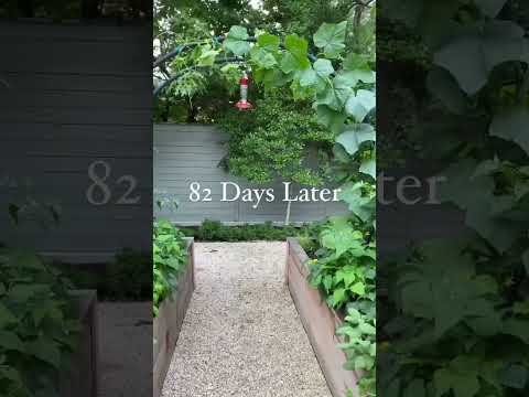 How Big Do Tomatoes and Cucumbers Grow on an Arch Trellis in Less Than 90 Days? With Gardenary