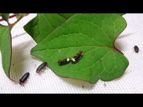 Japanese Fireflies!!