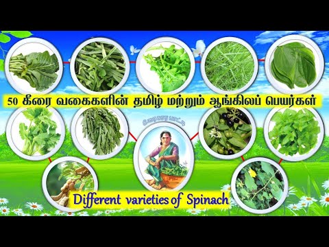 Spinach names in English and Tamil | கீரைகளின் பெயர்கள் | Green leafy vegetables names #spinach