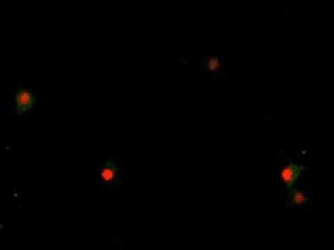 Monitoring spontaneous synaptic activity in neurons with GCaMP6f (3)