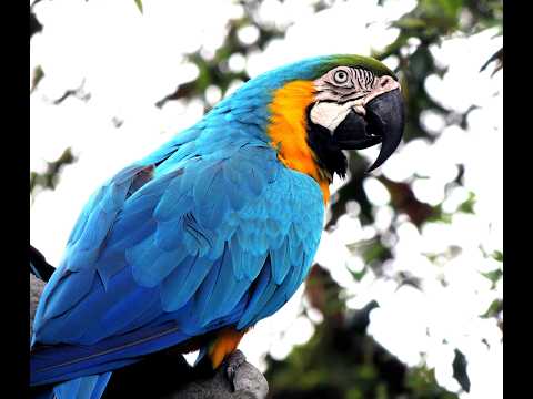 Smartest Birds
