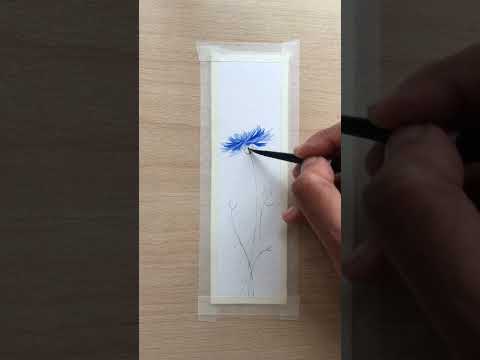 #cornflower #flowerpainting #watercolorflorals #watercolourpainting #art #explorepage #shortsfeed