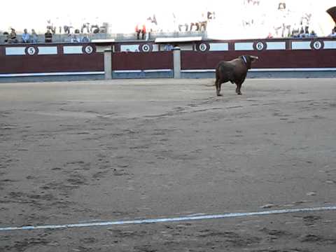 Spain - Madrid Bullfighting 1 - The tease