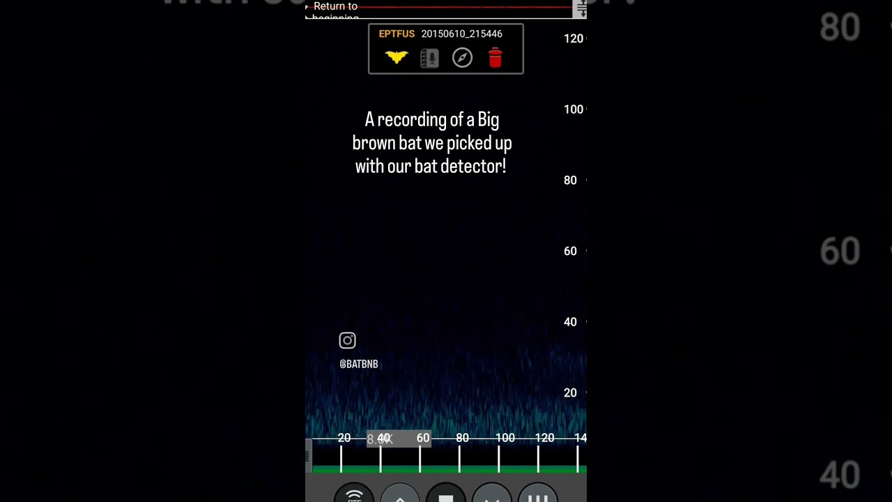 Bat Detector
