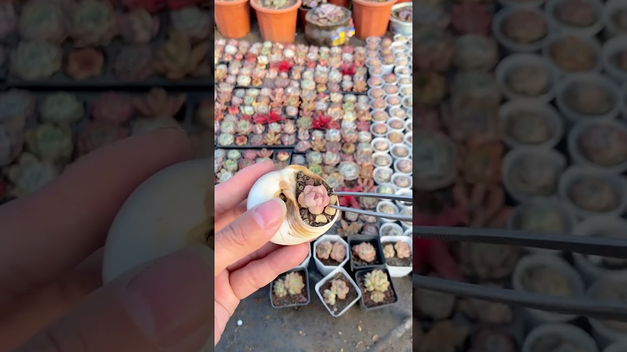 Beginner Succulent Plants: Easy Care Tips to Grow Thriving Succulents | 다육이 | 多肉植物