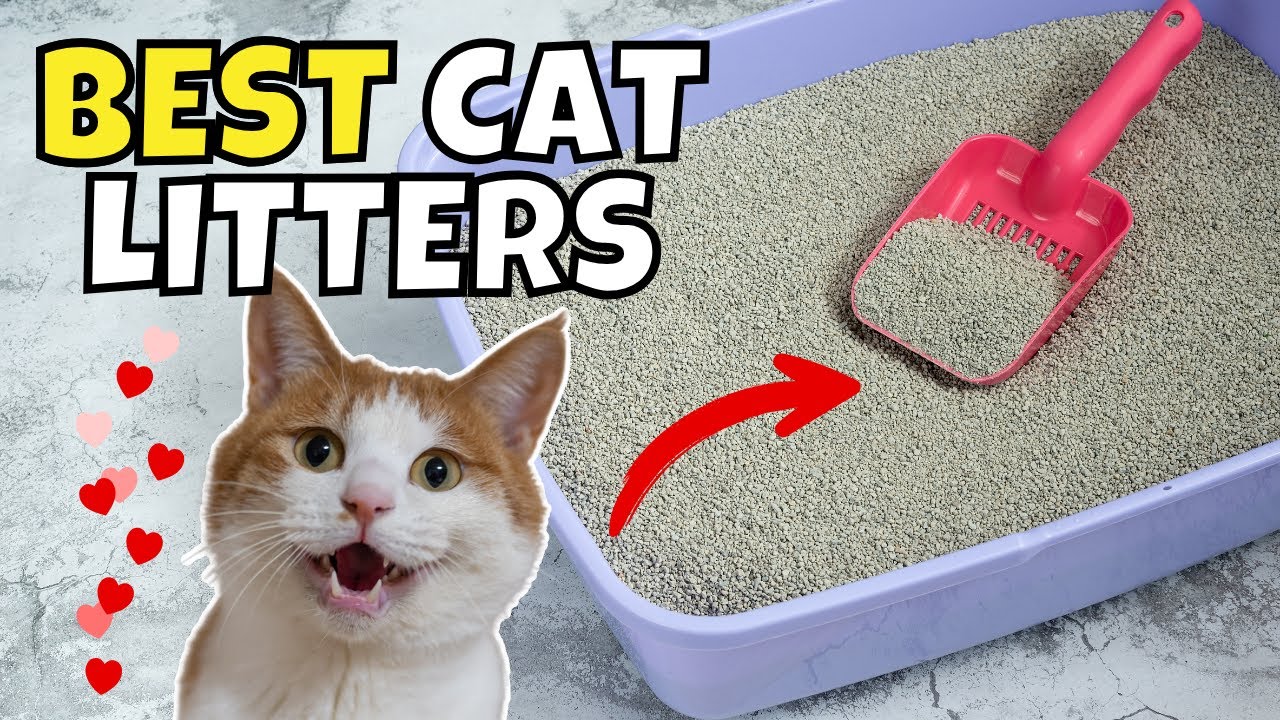 The Best Cat Litters of 2025, According to Experts