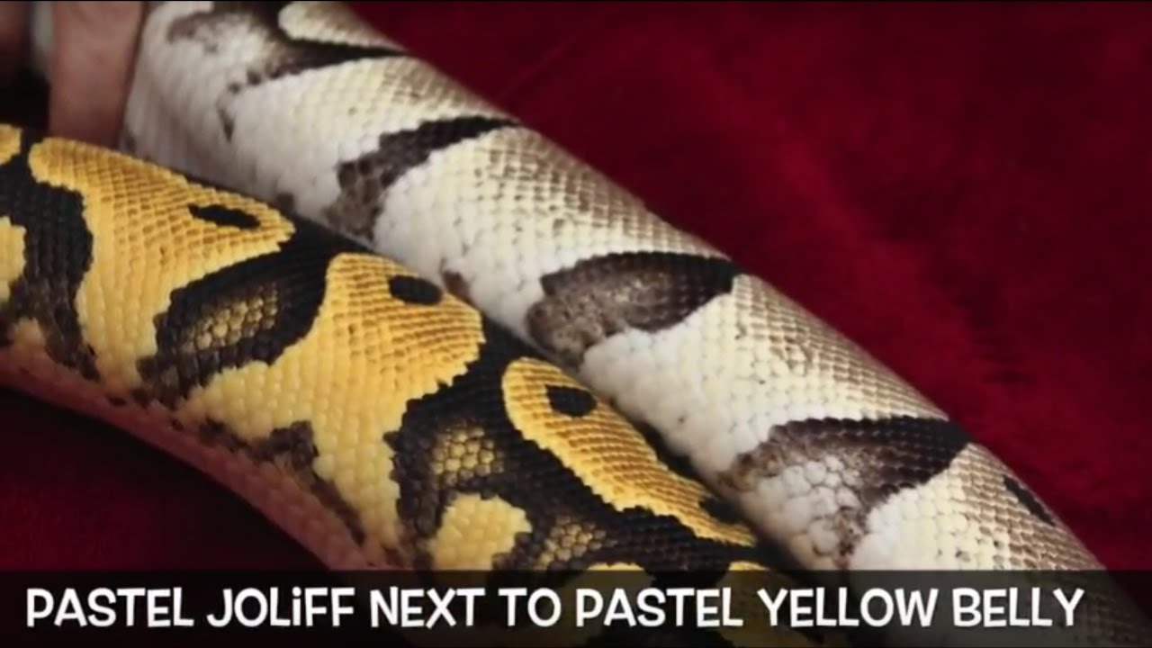 Ball Python Morphs: Jolliff Axanthic