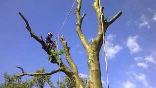 3 Best Tree Services in Brighton, UK - Expert Recommendations
