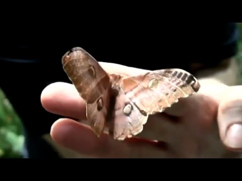 DNA Barcoding in Zoology and Conservation