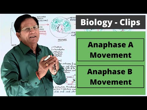 Anaphase A Movement and Anaphase B Movement