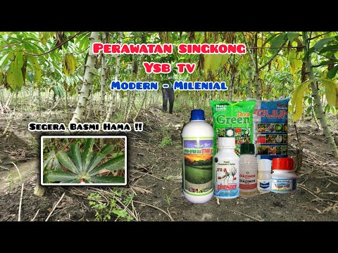 Aplikasi Pupuk Daun & Penanggulangan Hama Tanaman Singkong ‼️