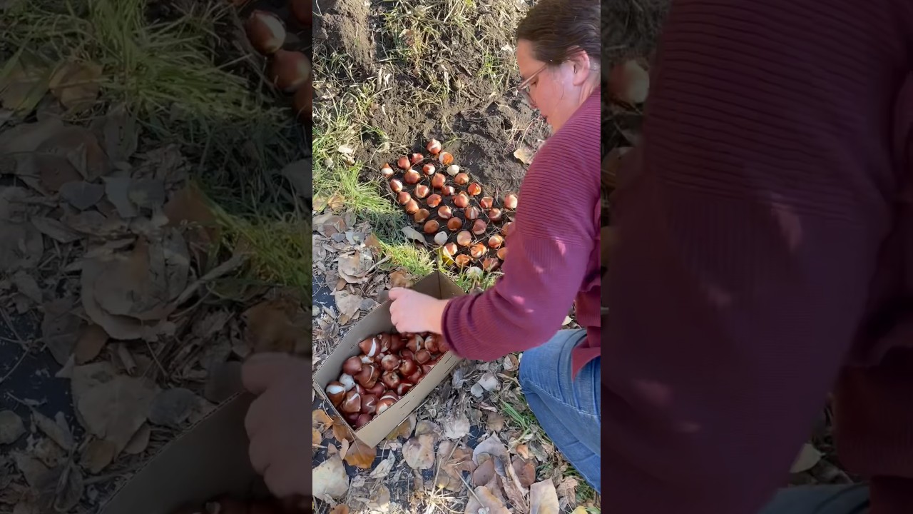 The Secret to Planting Tulips Like a Flower Farmer