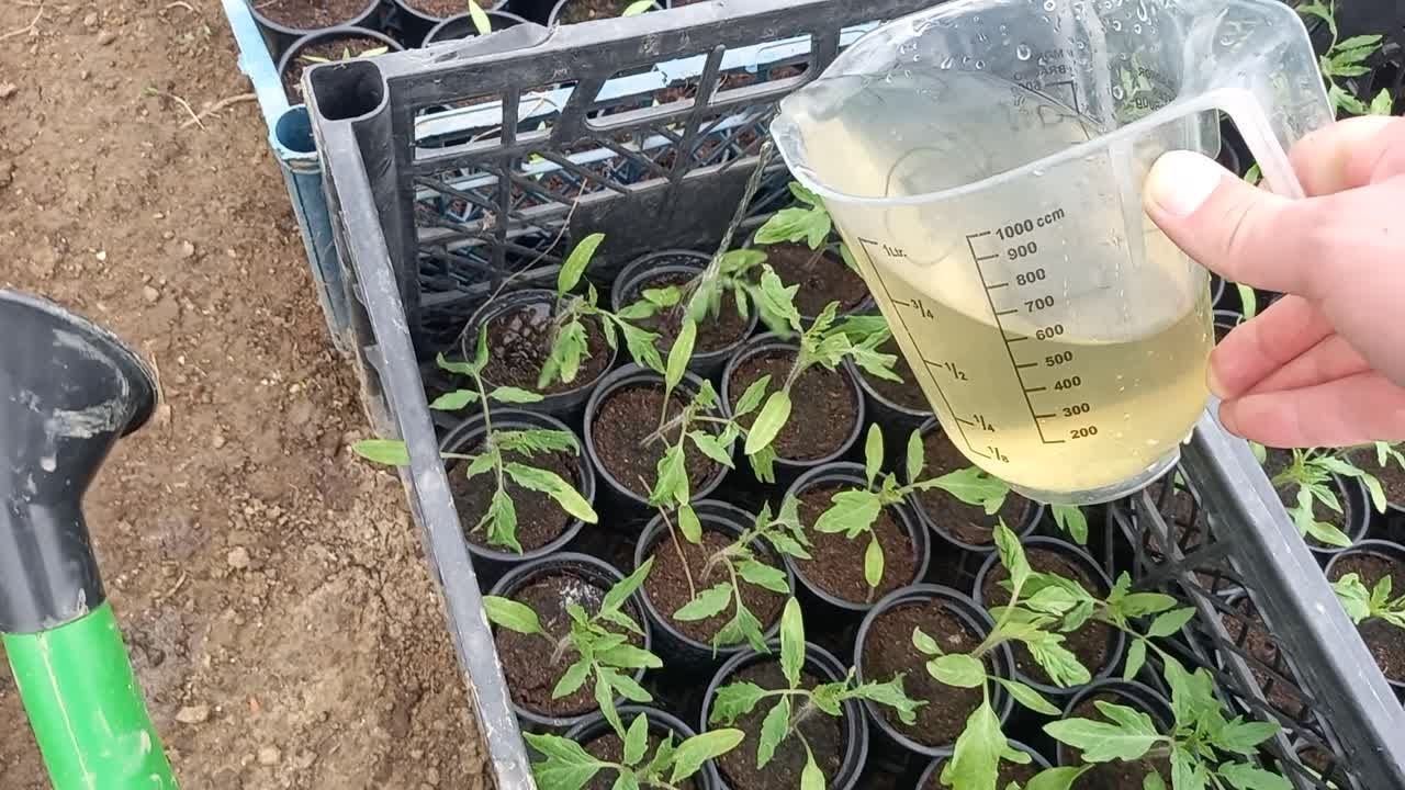 NE IGNORIŠI OVO! ZALIJ RASAD I GLEDAJ KAKO RASTE KAO LUD! | Federalne ...