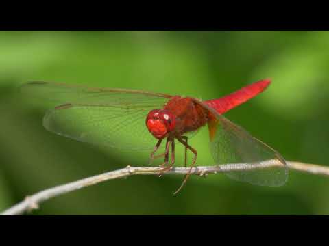 "Red Dragonfly Spirit Guide Affirmations"/Meditation, Short Share