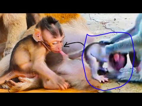 Heartbreaking! A little Baby Monkey Cries Hungrily as Mother Sara Denies Food 🐒💔