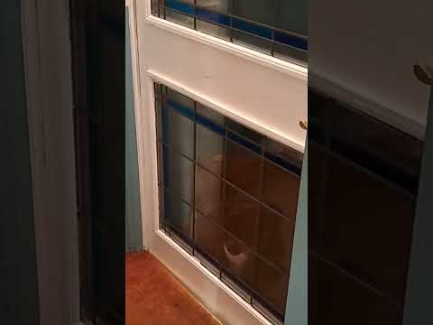 Tap dancing cat 🤣 Full video 9pm BST