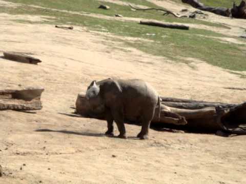 Baby Elephant getting dirty