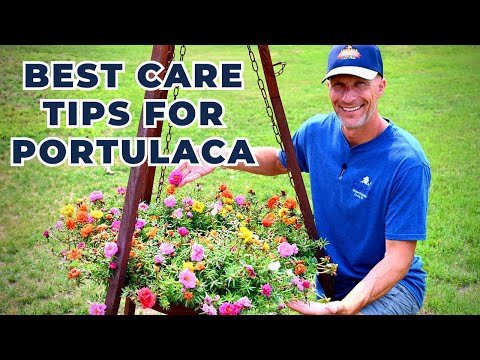 Best Care Tips for Drought Tolerant PORTULACA (Moss Rose or Purslane)