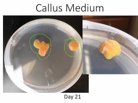 Carrot Callus Induction 5 - Day 21 - Plant Tissue Culture