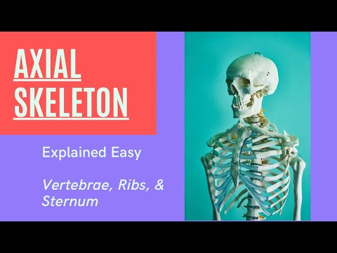 Axial Skeleton Anatomy: Vertebrae, Spine, Ribs, and Sternum #skeleton #bones