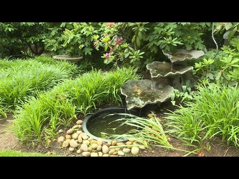 'Rewilding' gardening style takes root in DC, Maryland | AFP