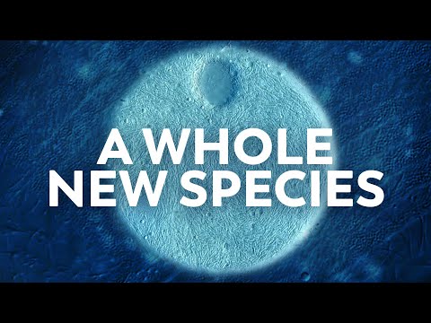 What Makes A Microbe Rare?
