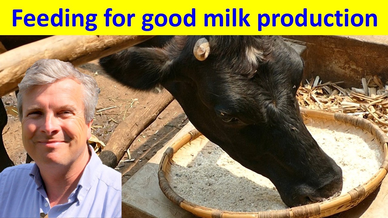 Feeding your cow for good milk production
