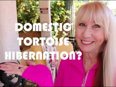 Domestic Mojave Desert Tortoise hibernation - What do I do with my tortoises in the winter?#tortoise