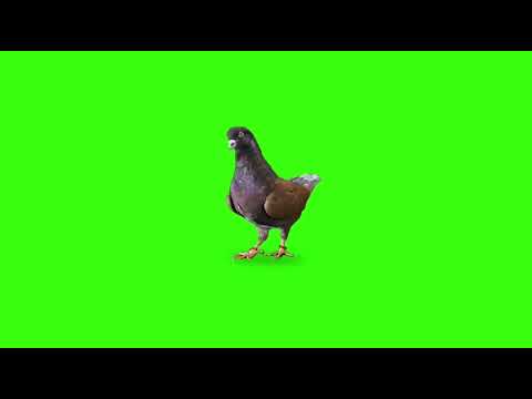 Green screen 🕊 Pigeon | Footage | Video background | Download |№243
