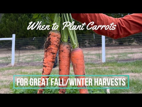 When to Plant Carrots for Great Fall or Winter Harvests