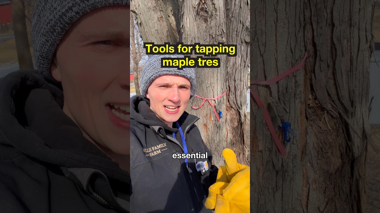 Tools for tapping maple trees!