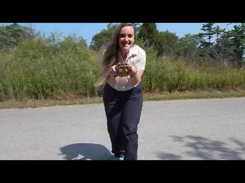 Nature Nuggets: Eastern Spiny Softshell Turtles