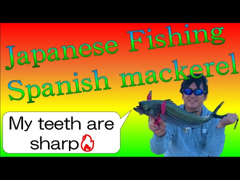 Japanese Fishing Spanish Mackerel In Tokyo Bay Area