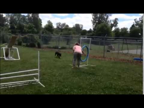 Watch Utah the dog use agility equipment designed by Kettering students