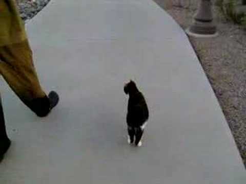 Tailless Cat Walks With Us