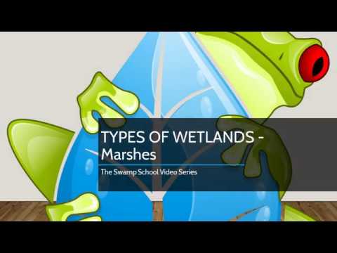 Marshes