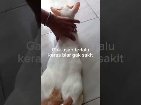 Cara menangani kucing birahi tanpa dikawinkan dengan kucing jantan!!#shorts #kucing #youtubeshorts